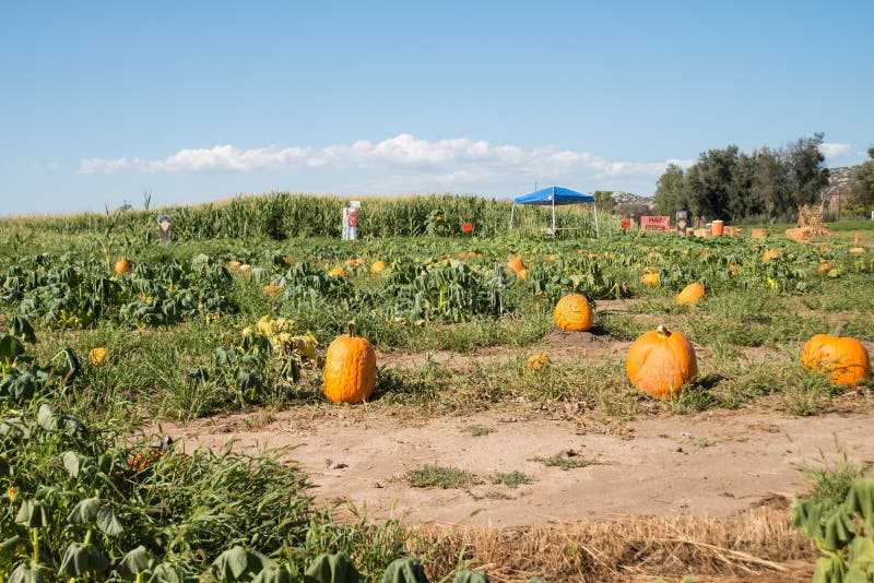 Pumpkin Patch stock photo. Image of food, pumpkins, organic - 60268206