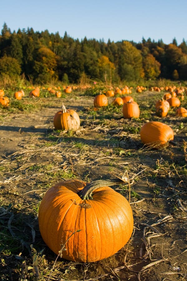 Fall Pumpkins - vertical stock photo. Image of black - 11112740
