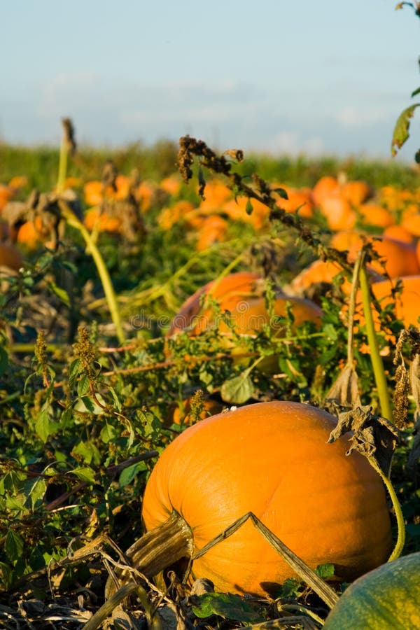 Fall Pumpkins - vertical stock photo. Image of black - 11112740
