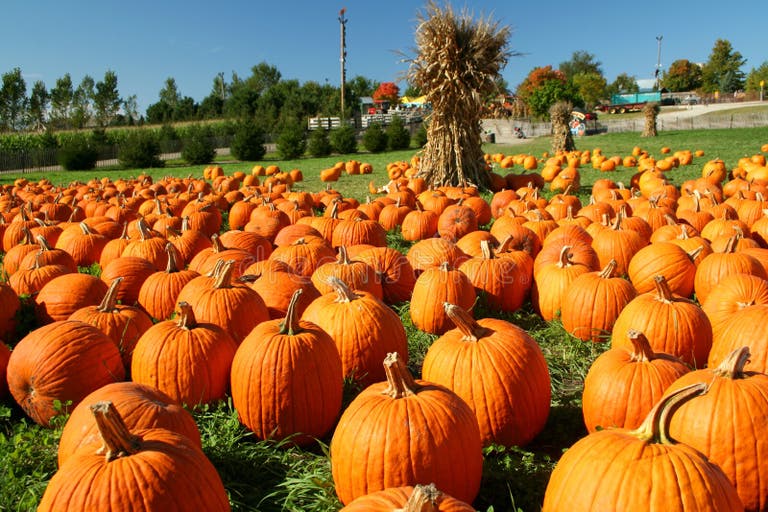 Pumpkin Patch stock image. Image of jack, country, fresh - 6713917