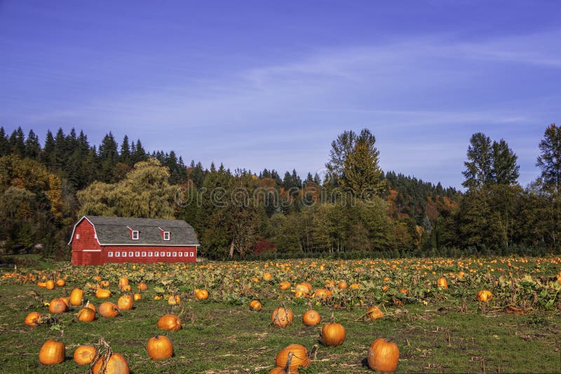 Pumpkin Field in Fall 1 stock image. Image of food, country - 99534013