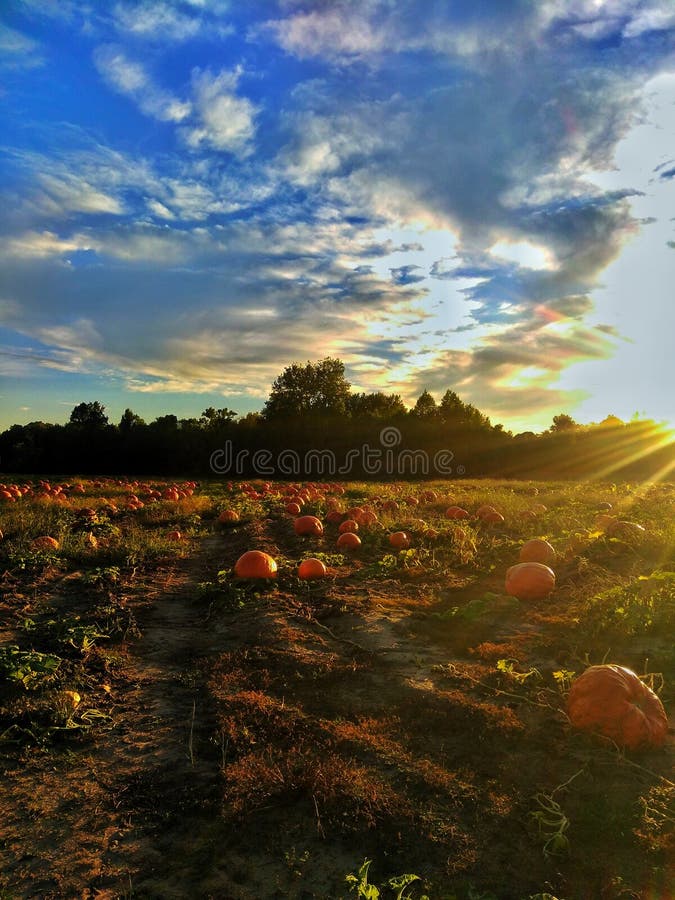 Pumpkin patch stock photo. Image of pumpkin, sunset - 105073908