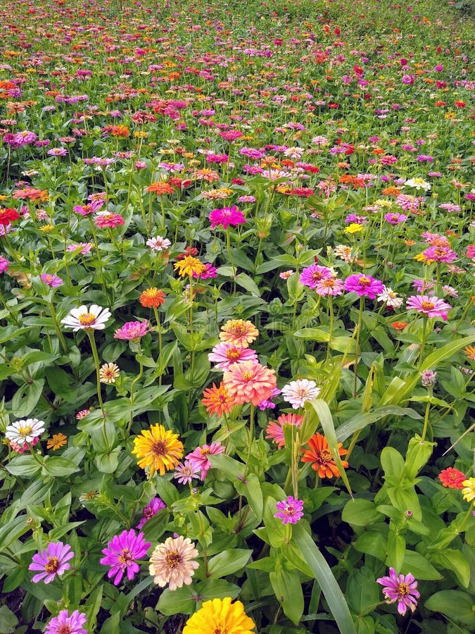Pumpkin Patch Beauty stock image. Image of colorful - 163127577