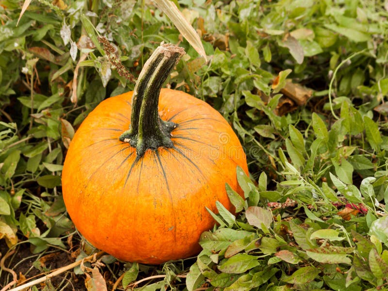 Pumpkin patch stock image. Image of stem, grass, glendale - 258295977