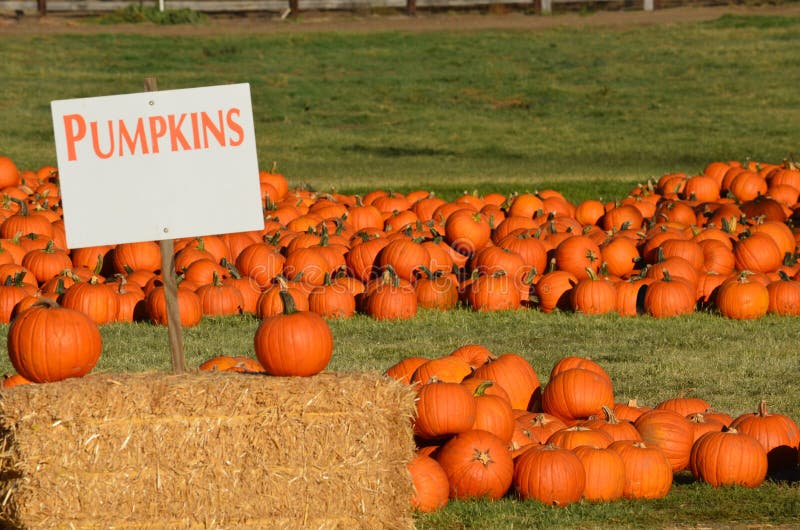Pumpkin Patch with Blank Pumpkin Sign Stock Photo - Image of field ...