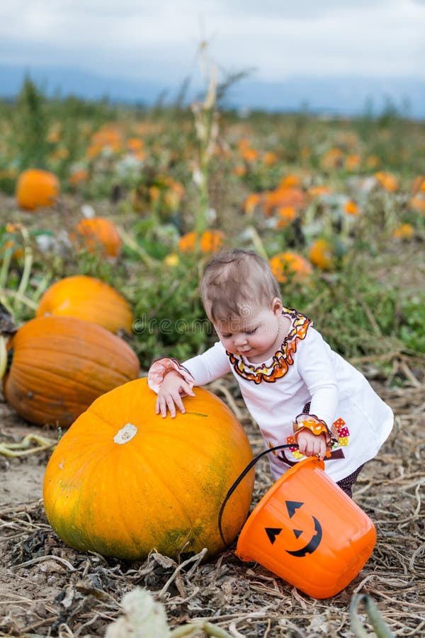 Pumpkin patch stock image. Image of field, harvest, month - 45129681