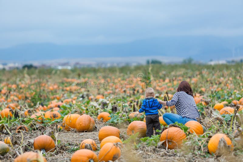 Pumpkin patch stock image. Image of family, fresh, festival - 45129973