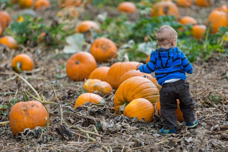 Pumpkin patch stock photo. Image of food, edible, pagan - 45130044