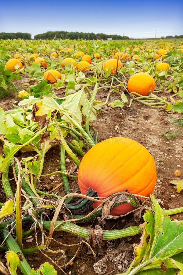 Pumpkin Patch with Close Up of Ripe Pumpkin Stock Photo - Image of ...
