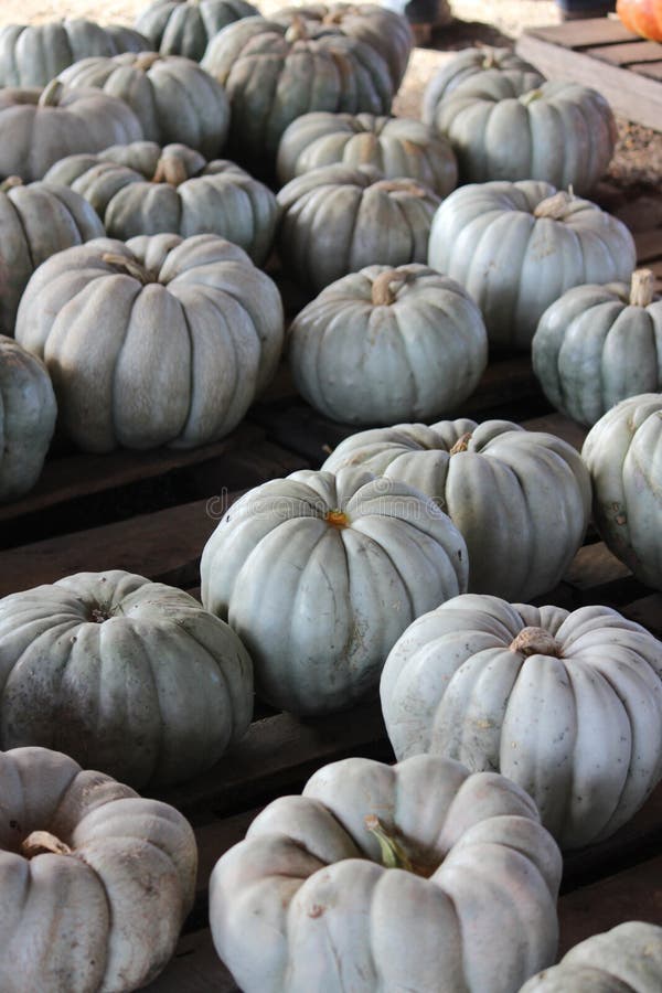 Grey Pumpkin Named Confection Stock Photo - Image of white, variety ...