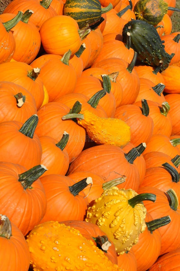 Pumpkin Patch stock photo. Image of cultivated, large - 61227736