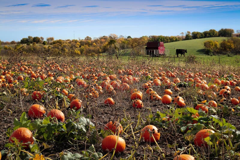 Pumpkin Patch stock image. Image of jack, country, fresh - 6713917