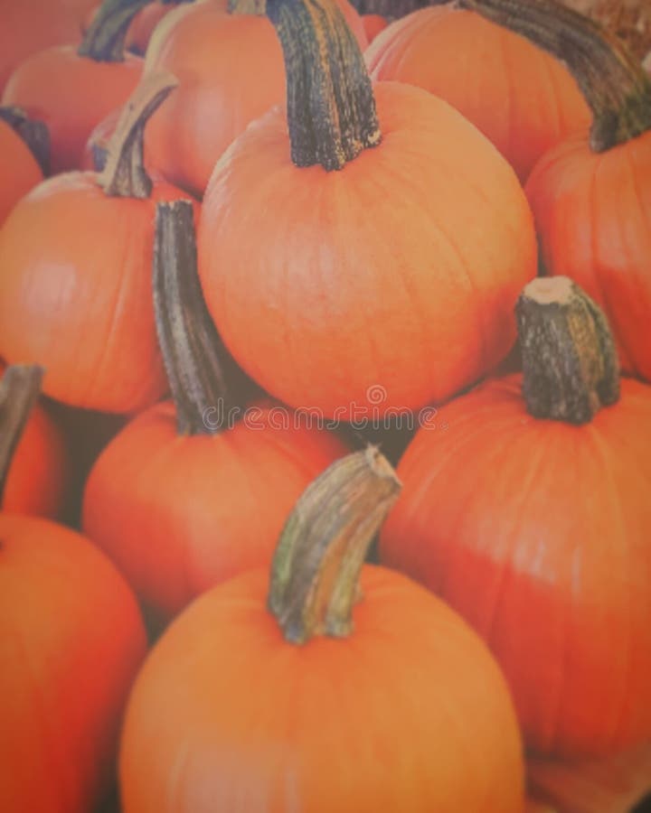 Pumpkin patch fall love stock image. Image of fall, pumpkin - 230875063