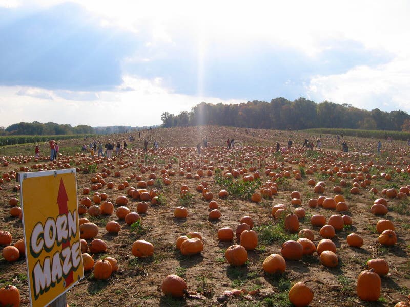 Pumpkin Patch stock image. Image of weekend, pumpkin - 66085541