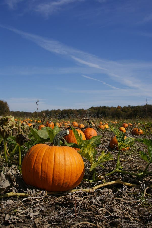 Pumpkin Patch In Fall Season Stock Image - Image of thanksgiving ...