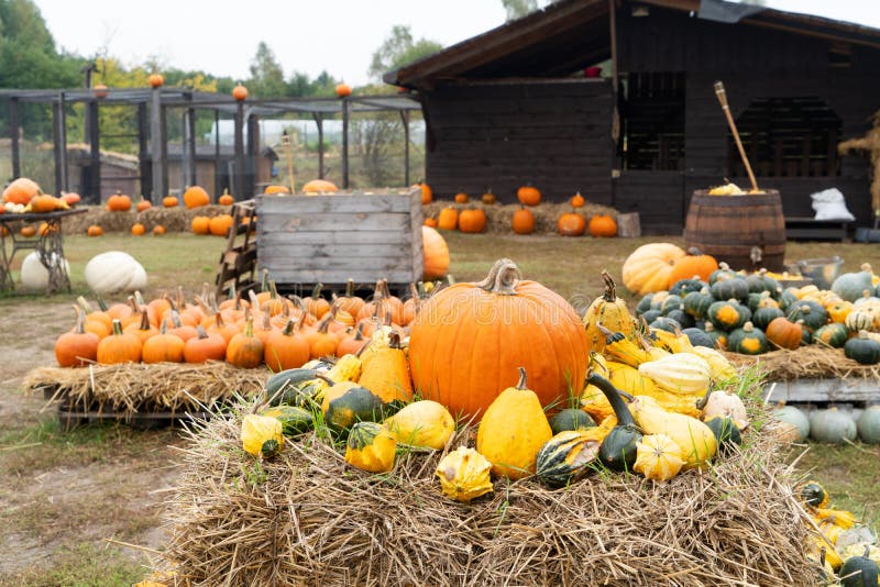 Pumpkin patch at farm stock photo. Image of produce - 258646896