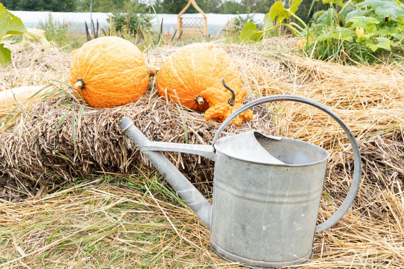 Pumpkin patch at farm stock image. Image of pick, agriculture - 258648119