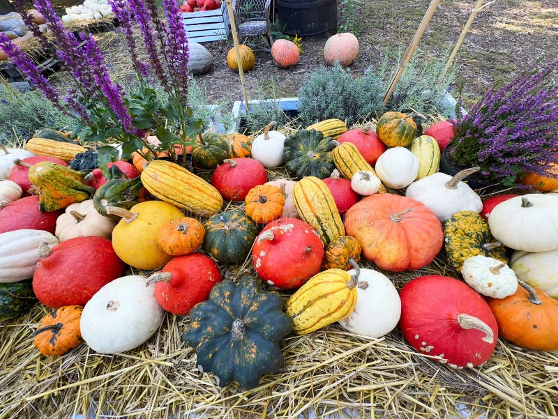 Pumpkin patch at farm stock image. Image of pumpkin - 337678191