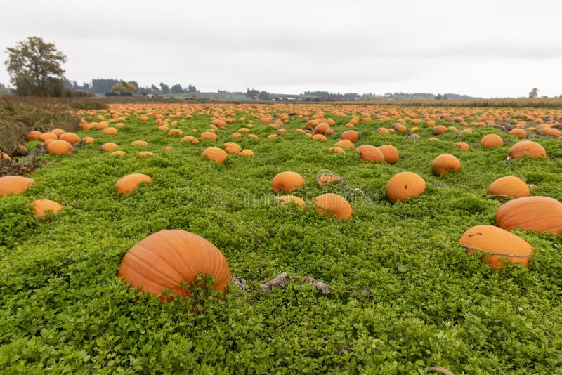 Pumpkin Patch stock photo. Image of fresh, field, landscape - 161128060