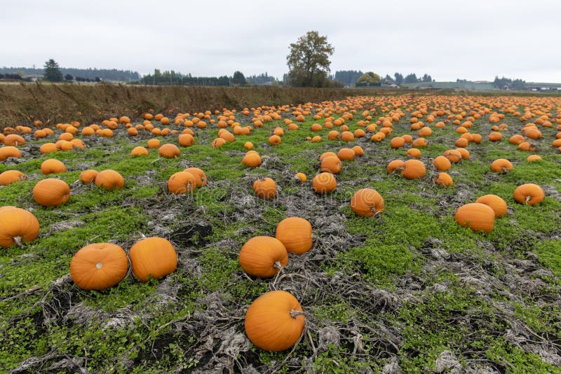 Pumpkin Patch stock image. Image of market, country - 161128061