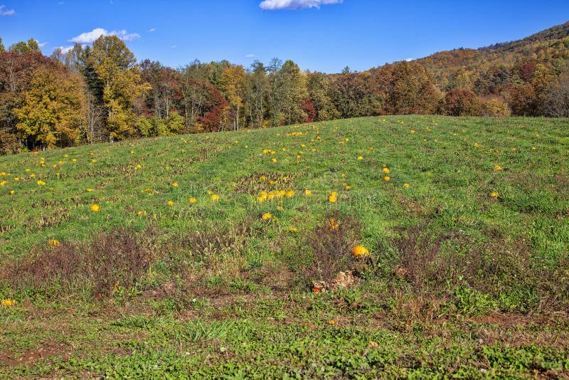 Pumpkin Patch Field in North Carolina Stock Image - Image of produce ...