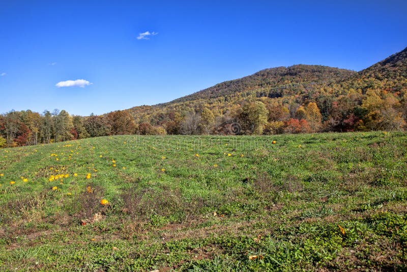Pumpkin Patch Field in North Carolina Stock Photo - Image of colors ...