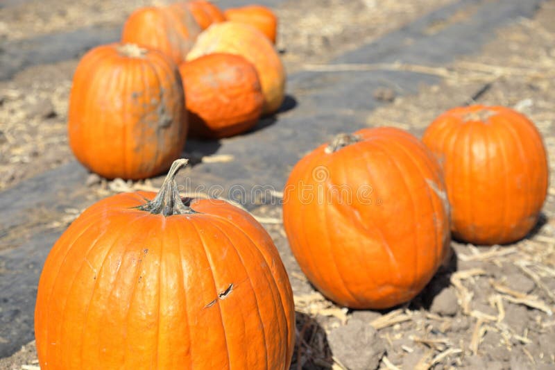 Pumpkin patch stock photo. Image of orange, california - 302798232