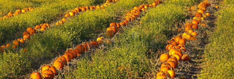 Pumpkin Patch Field stock photo. Image of scene, field - 57795050