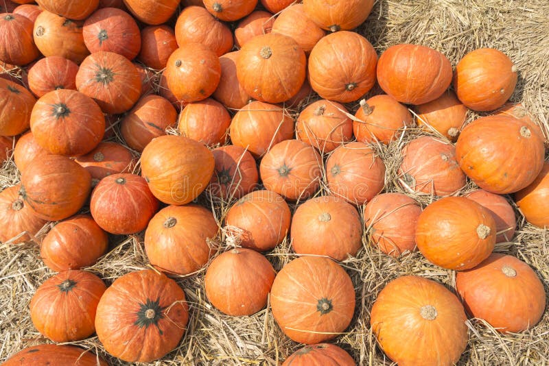 Pumpkin patch in a field stock photo. Image of patch - 73406366