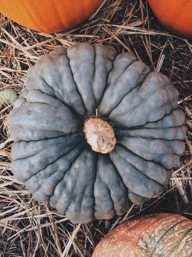 Art & Collectibles Fiber Arts Crochet White Lumpy Pumpkin Large etna.com.pe