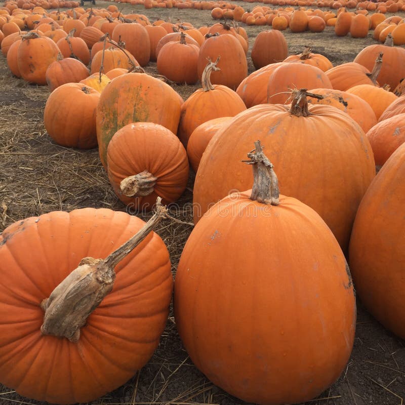 Pumpkin patch stock image. Image of patch, fall, autumn - 62012515