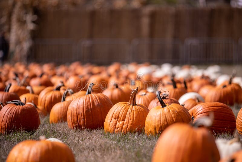 Pumpkin Patch on October Sunny Day Stock Photo - Image of patch, fall ...