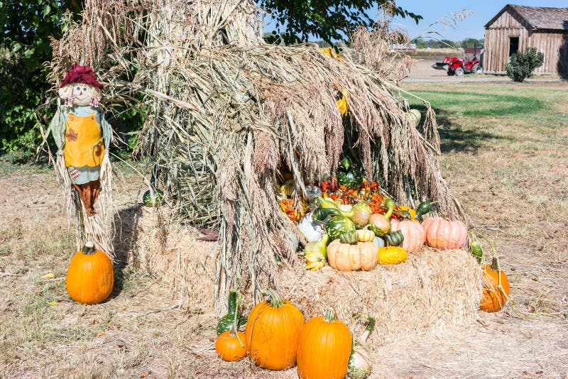 Pumpkin patch stock image. Image of autumn, doll, barn - 60274525