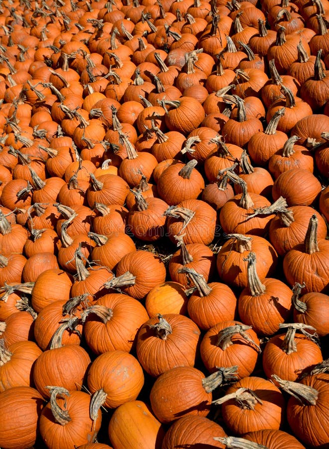 Pumpkin Patch stock image. Image of small, patch, harvest - 127894117