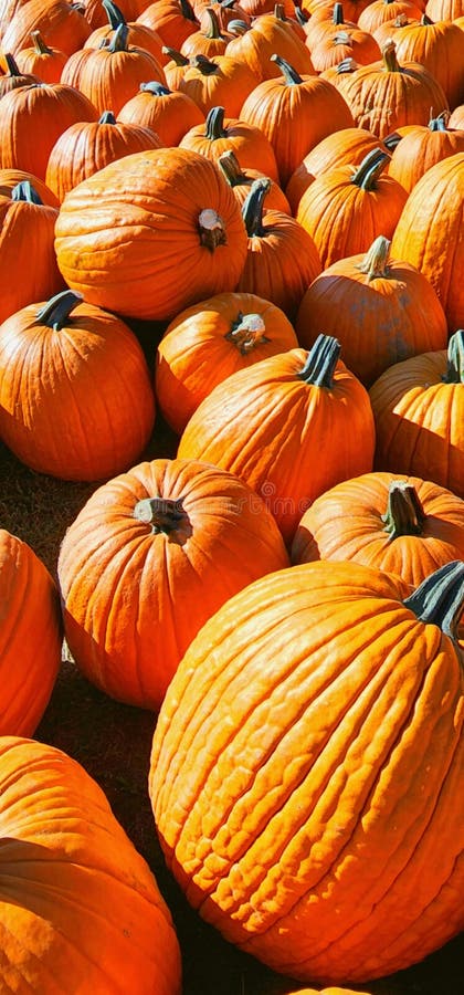 Pumpkin Patch Orchard stock image. Image of september - 257604099