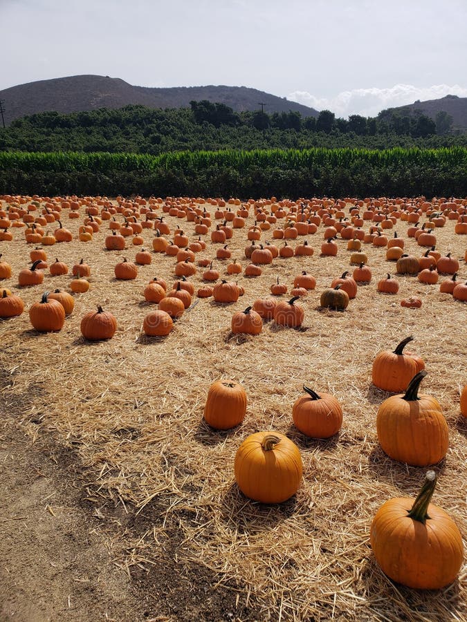 Pumpkin patch stock image. Image of patch, farm, october - 128165795