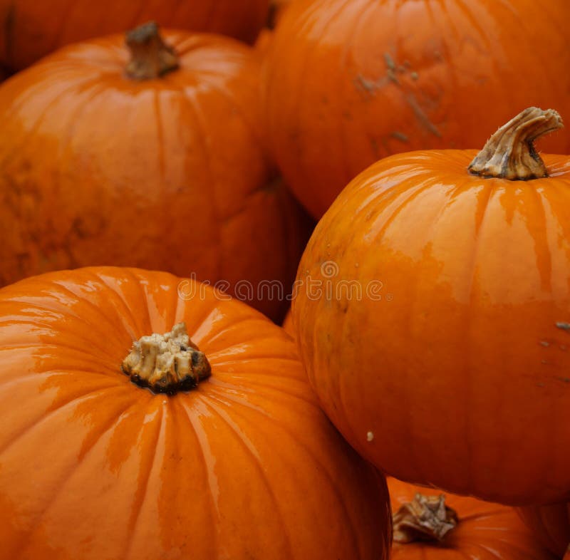 Pumpkin patch stock photo. Image of lots, fall, halloween - 75536192