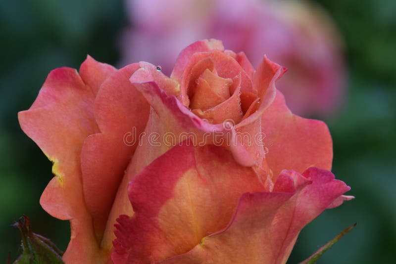 Pumpkin Patch Variety Rose Flower Stock Photo - Image of pumpkin ...