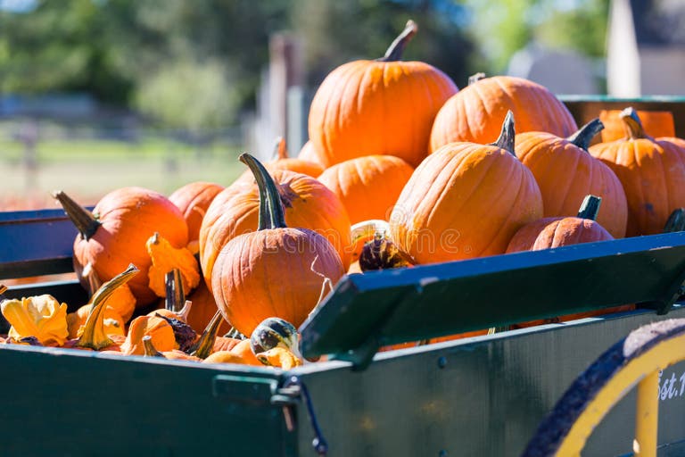 Pumpkin patch stock photo. Image of fall, glendale, house - 45370524