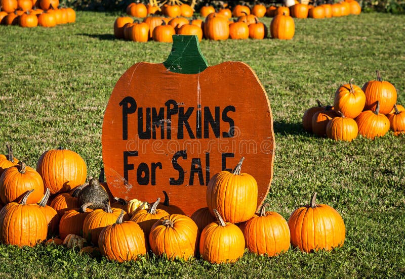 Pumpkin patch stock photo. Image of october, sign, vegetable - 36478808