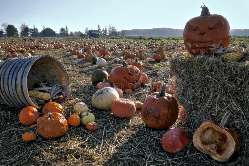 Pumpkin Patch in a Small Rural Community with Carved Halloween Pumpkins ...