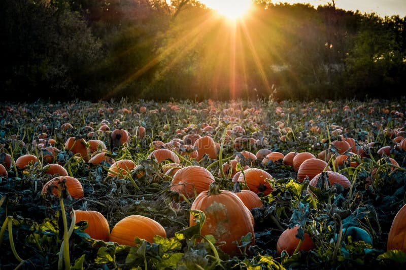 Pumpkin Patch at Sunset on a Crisp Fall Day Stock Image - Image of ...