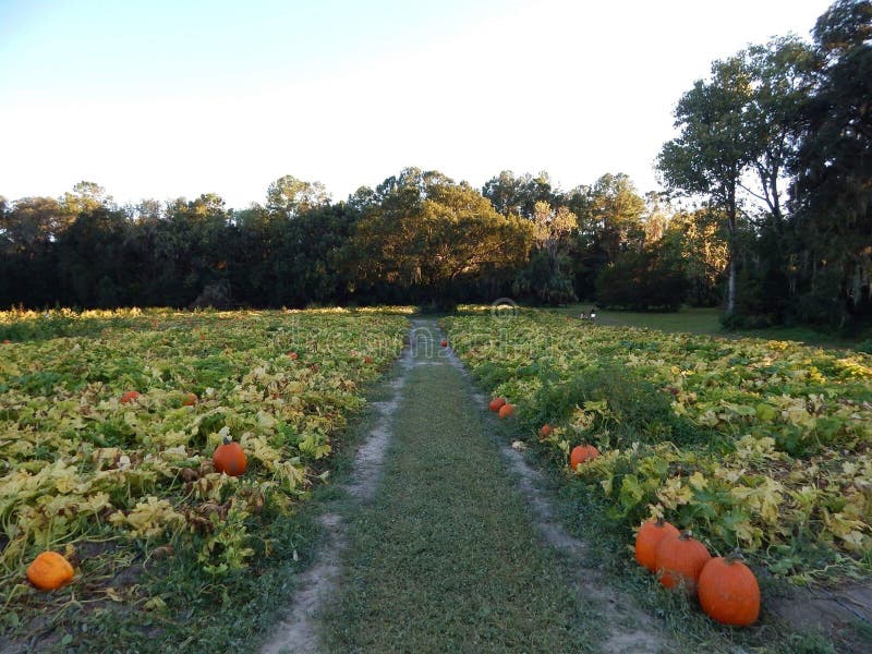Pumpkin patch sunset stock image. Image of pumpkin, leaves - 79316537