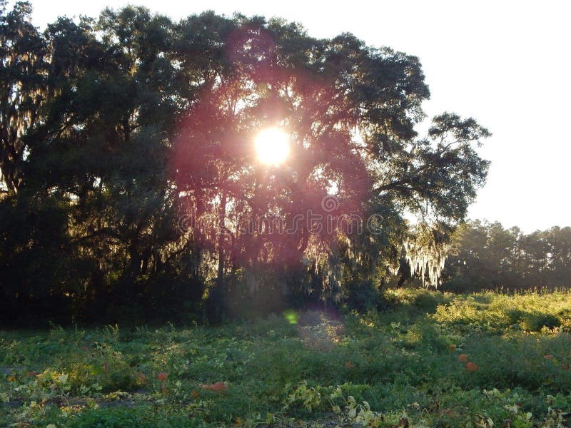 Pumpkin patch sunset stock photo. Image of sunset, pumpkin - 79316806