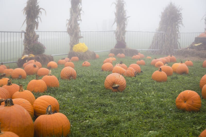 Pumpkin Patch Surrounded by Fence Stock Photo - Image of bails ...