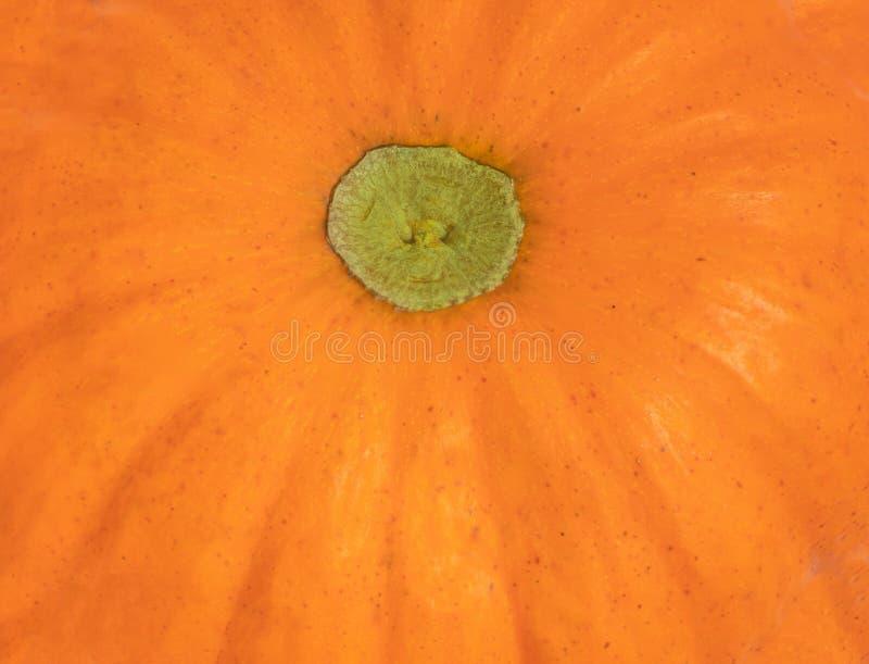 Pumpkin Pattern. Fresh Pumpkin with a Texture As a Background or ...