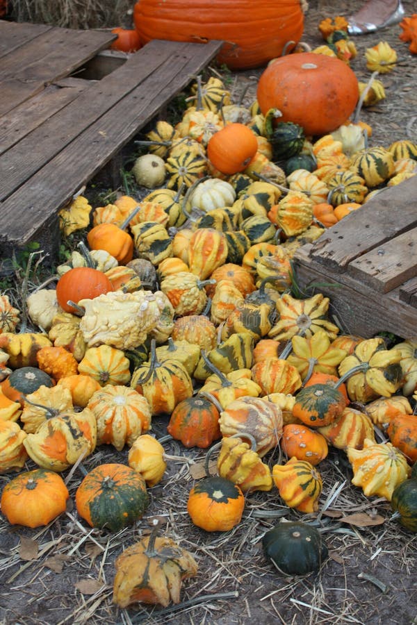 Pumpkin Ash and Swamp Forest Stock Image - Image of scenic, marshland ...
