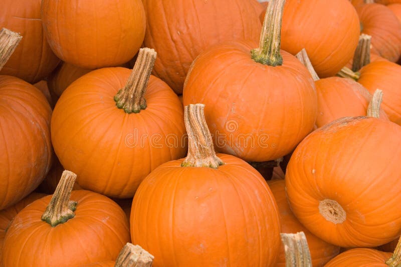 Pumpkin pile stock photo. Image of pumpkin, grocery, bounty - 1312066