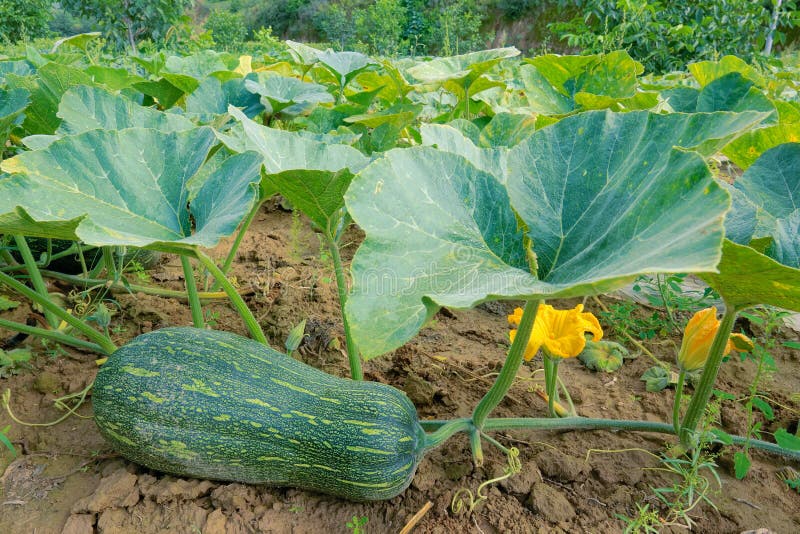 Pumpkin plant stock photo. Image of field, plant, eating - 194091322