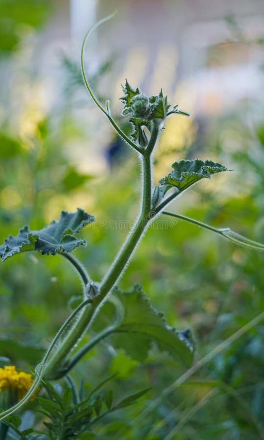 Pumpkin plant buds stock photo. Image of growing, food - 321421762